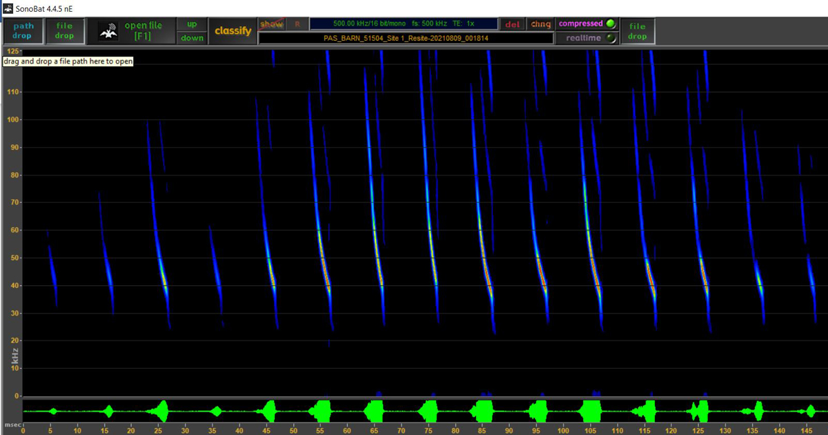 North American Bat Monitoring Program | Environmental | VHB