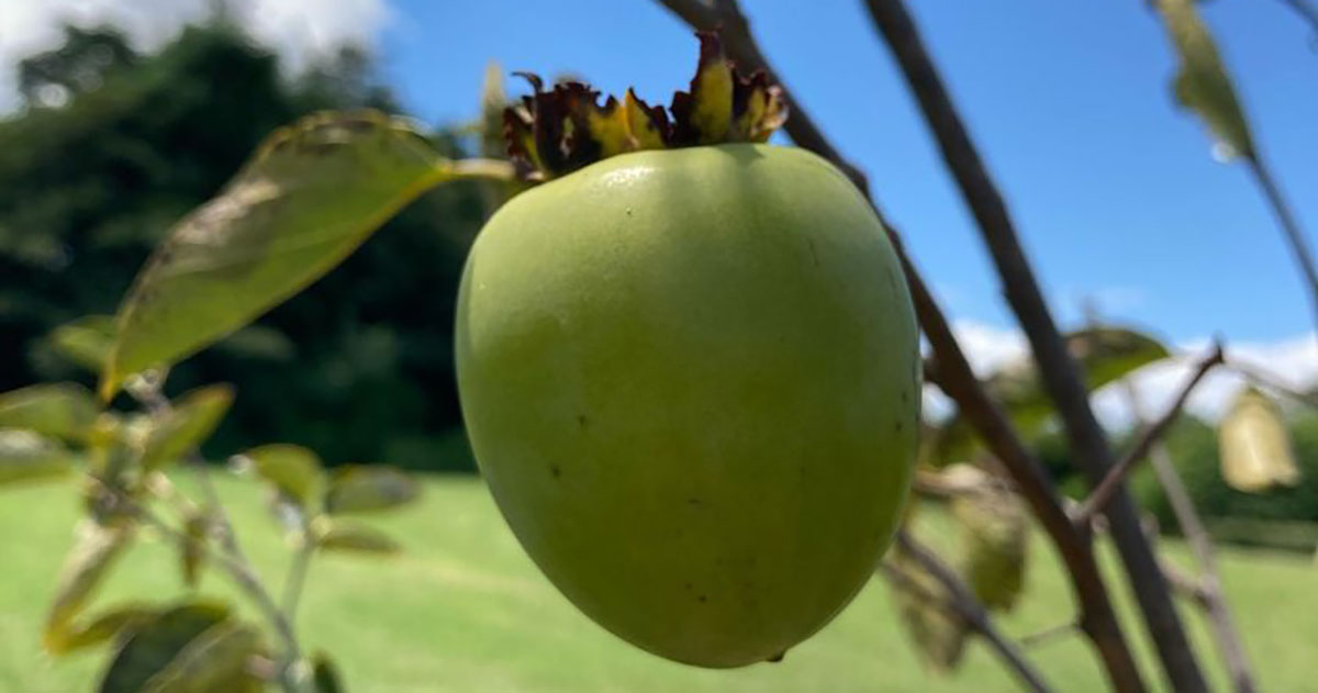 Sarfan Food Forest | Sustainability | VHB